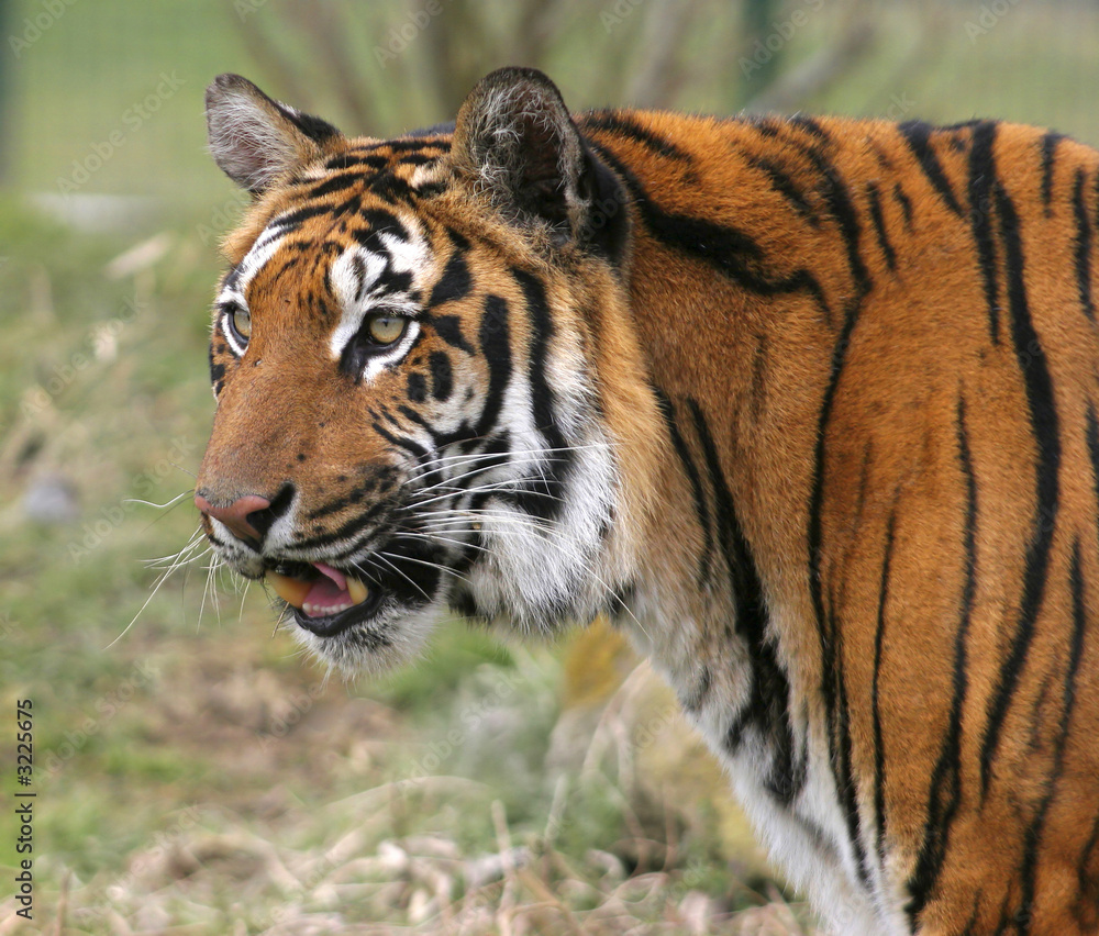 regal tiger Stock 写真 | Adobe Stock