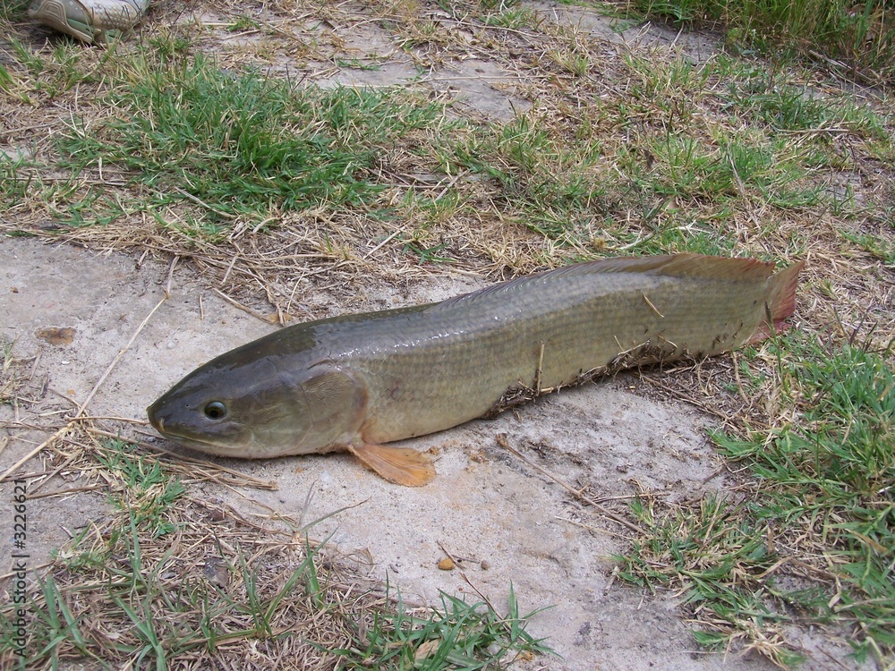 mudfish full body view Stock Photo | Adobe Stock
