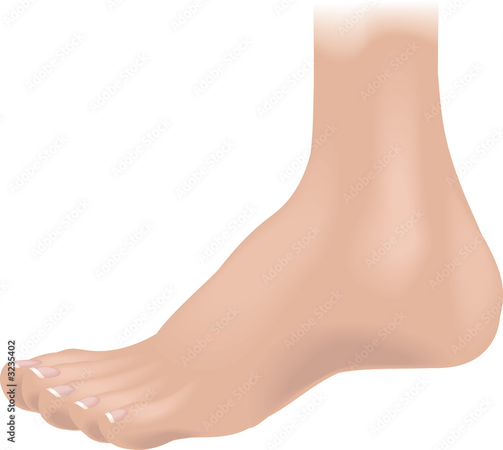 body parts foot Stock Photo | Adobe Stock
