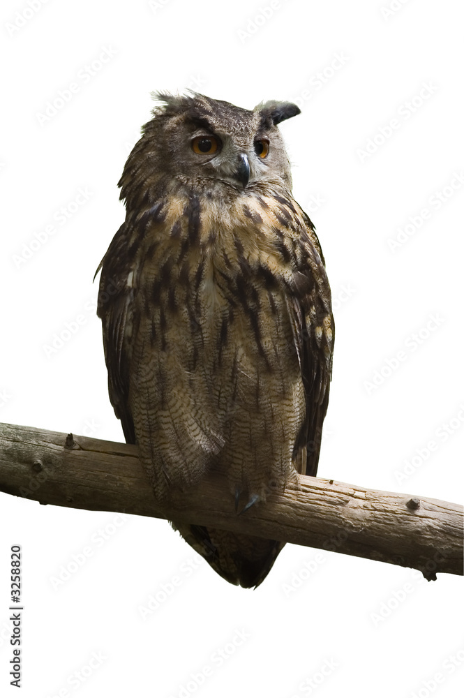 eule Stock-Foto | Adobe Stock