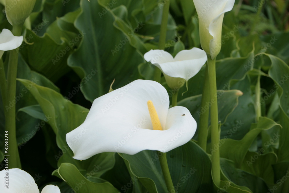 arôme, fleur blanche Photos | Adobe Stock