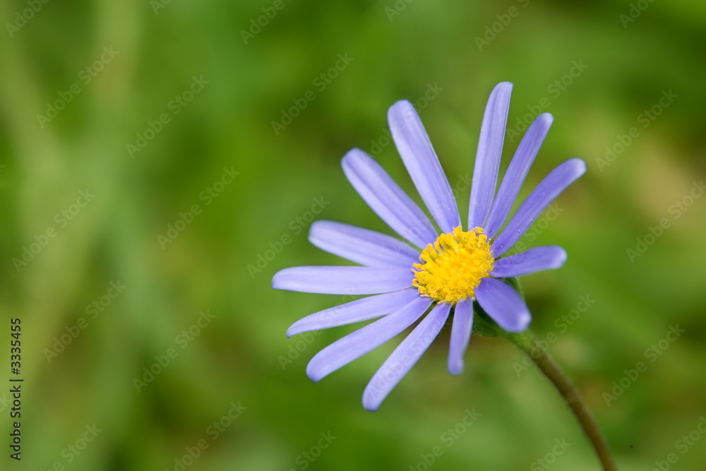 blue marguerite Stock-Foto | Adobe Stock