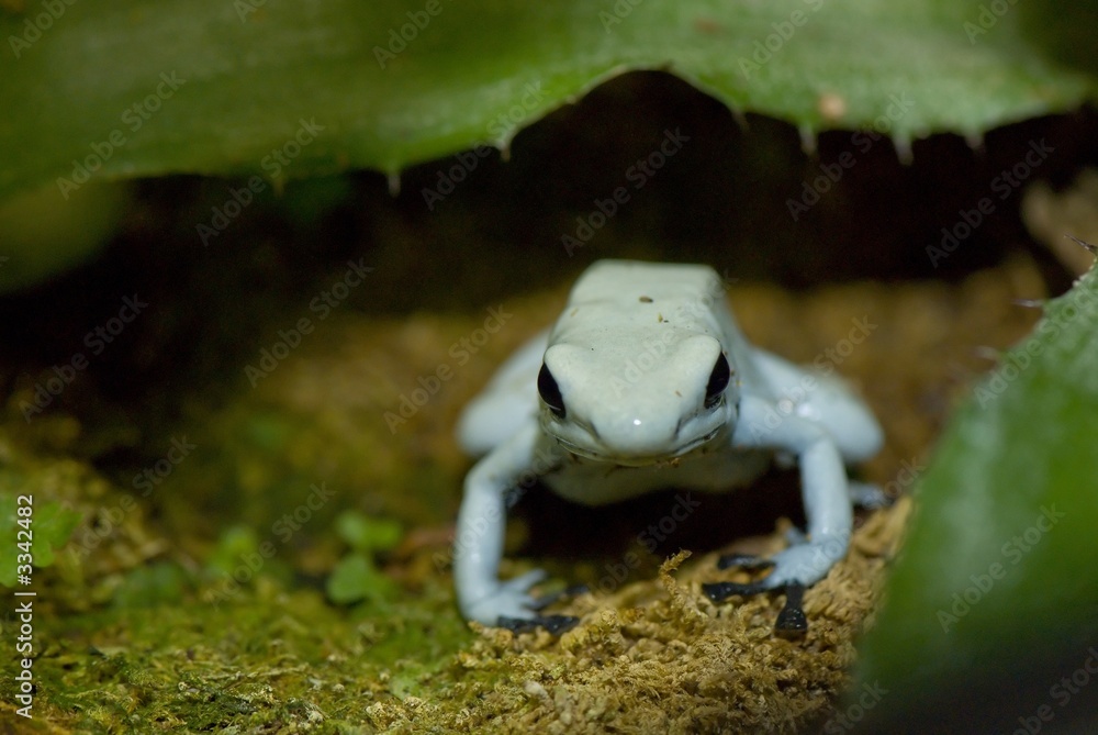 grenouille blanche Stock Photo | Adobe Stock grenouille blanche Stock Photo | Adobe Stock