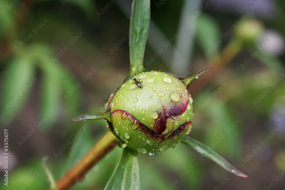 pion Stock Photo | Adobe Stock