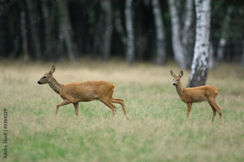 maman et bébé chevreuil Photos | Adobe Stock