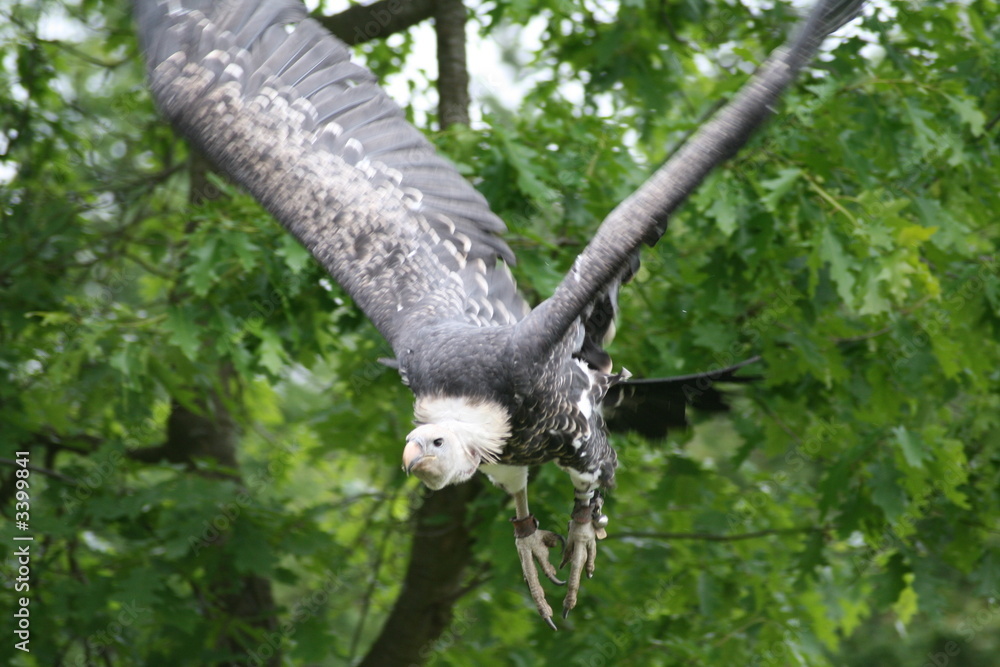 geier Stock Photo | Adobe Stock