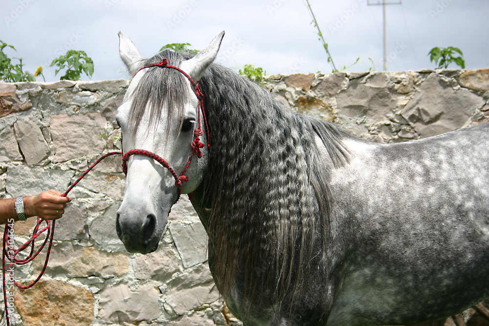 Caballos Aztecas En Venta
