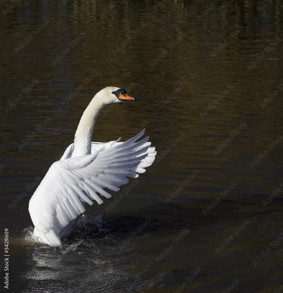 Mute Swan Stock Photo | Adobe Stock