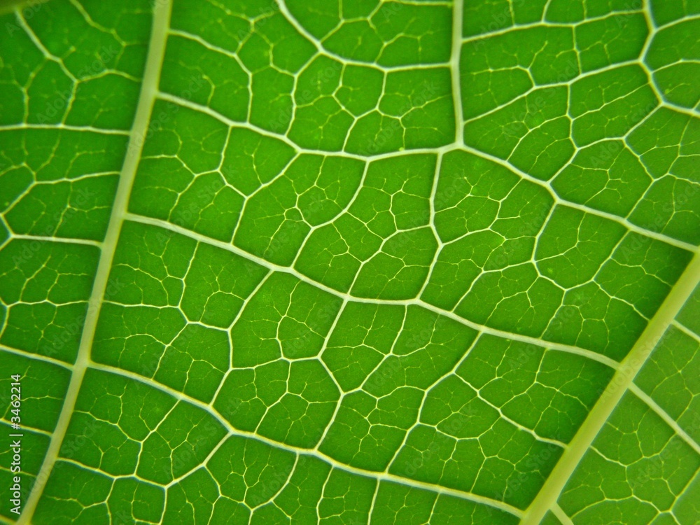 blatt Stock Photo | Adobe Stock