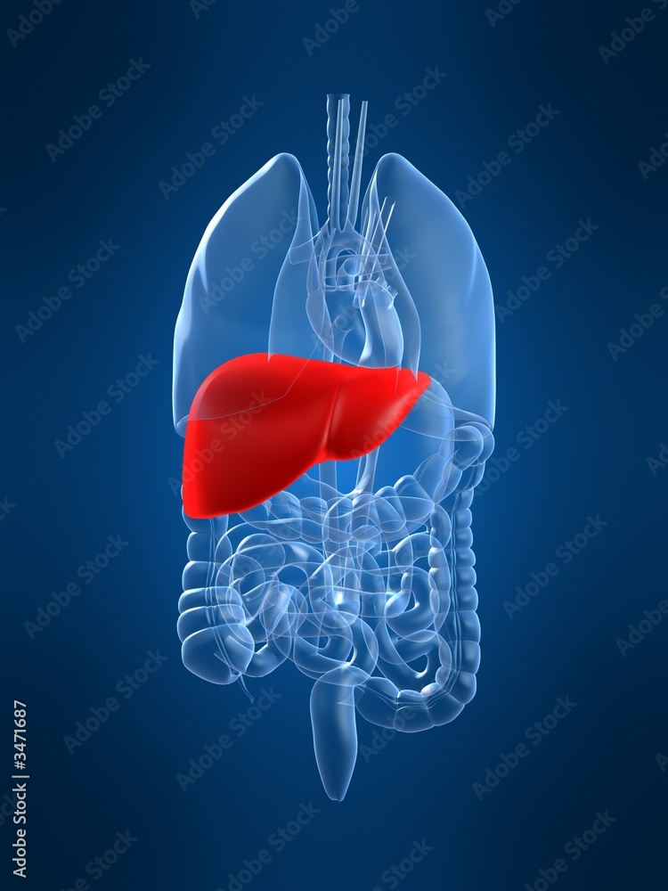 menschliche leber Stock Illustration | Adobe Stock