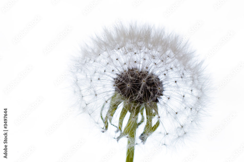 dandelion Stock Photo | Adobe Stock