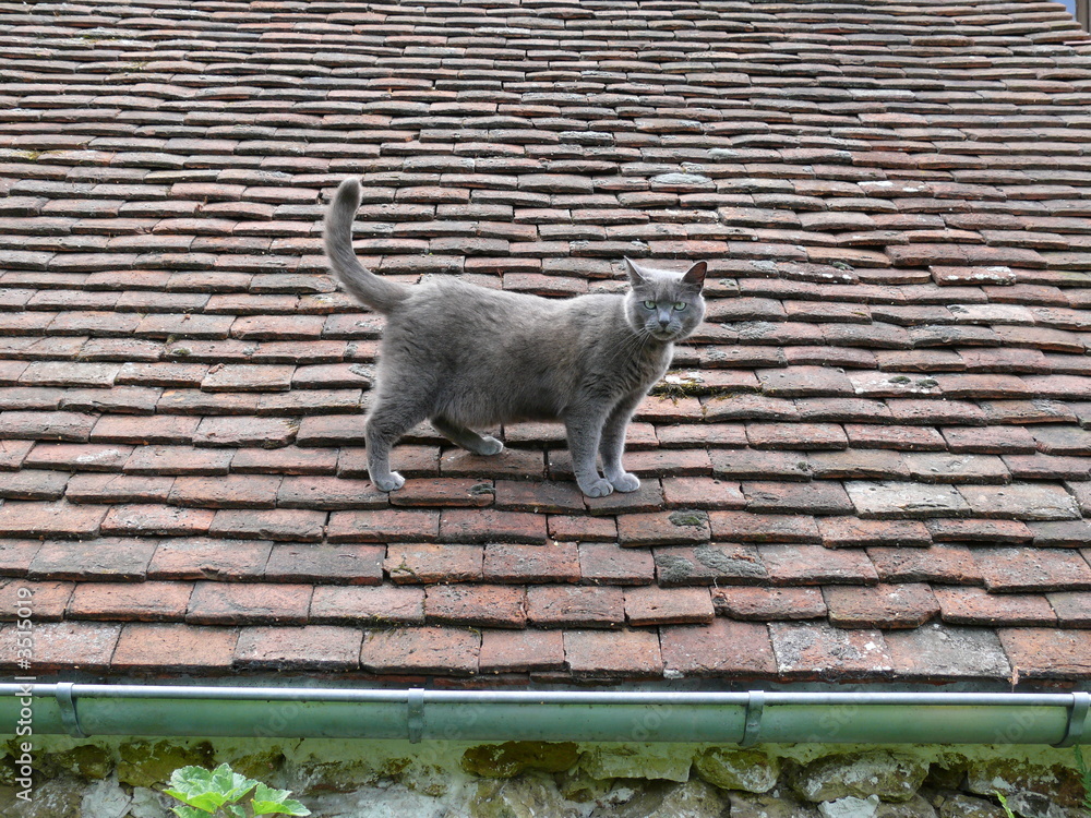 chat de gouttière sur un toit de tuile roses Stock Photo | Adobe Stock