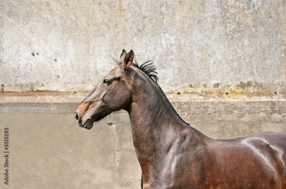 stallion Stock Photo | Adobe Stock