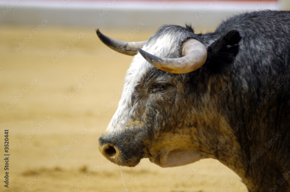 toro-80 foto de Stock | Adobe Stock
