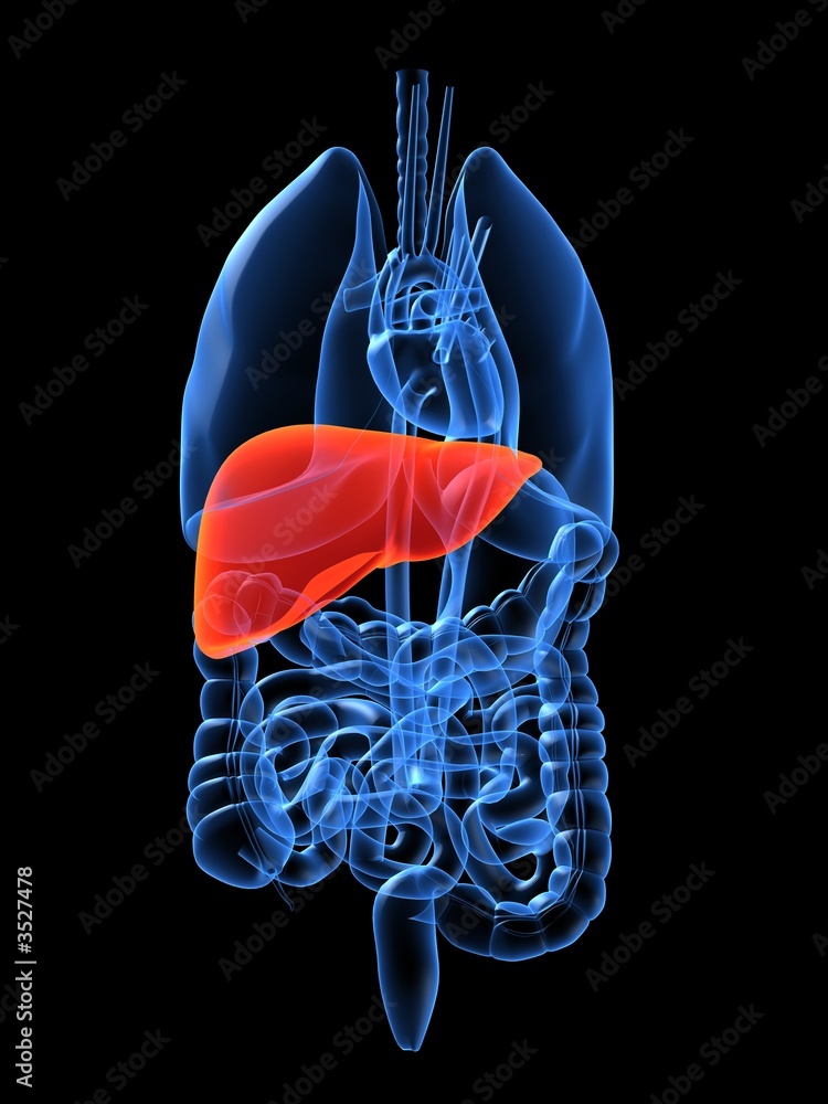 organ anatomie mit leber Stock Illustration | Adobe Stock