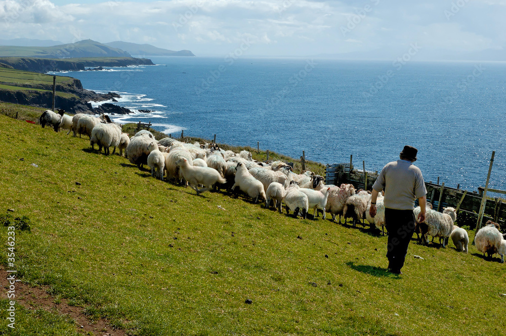 irish sheep Stock Photo | Adobe Stock