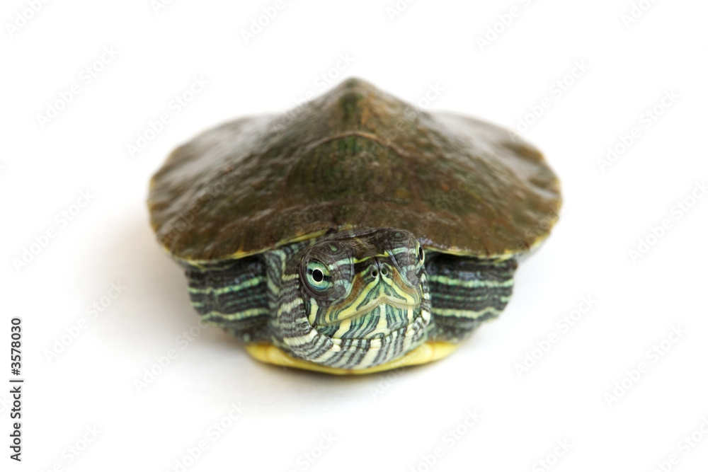 Cute Red-eared slider turtle on isolated white background. Stock Photo ...