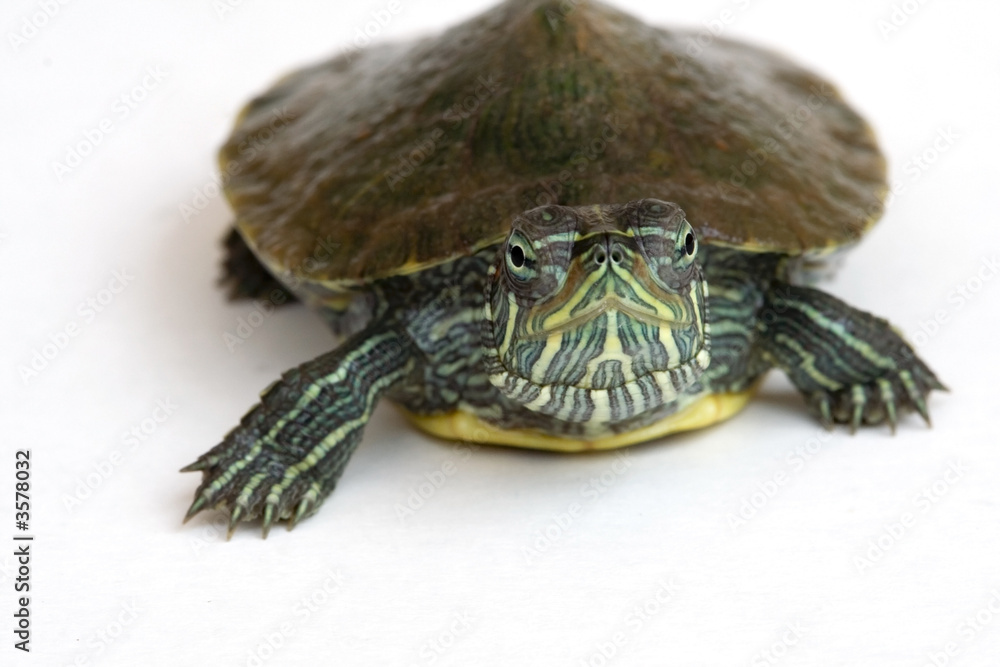 Cute Red-eared slider turtle on isolated white background. Stock Photo ...