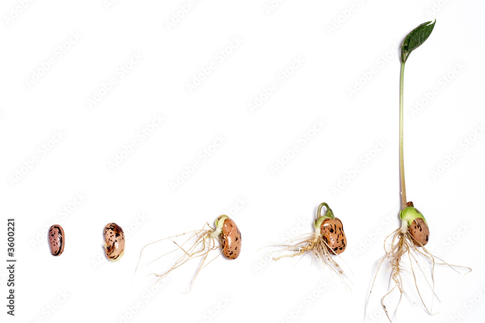 Stages of germination of a runner bean. Stock Photo | Adobe Stock