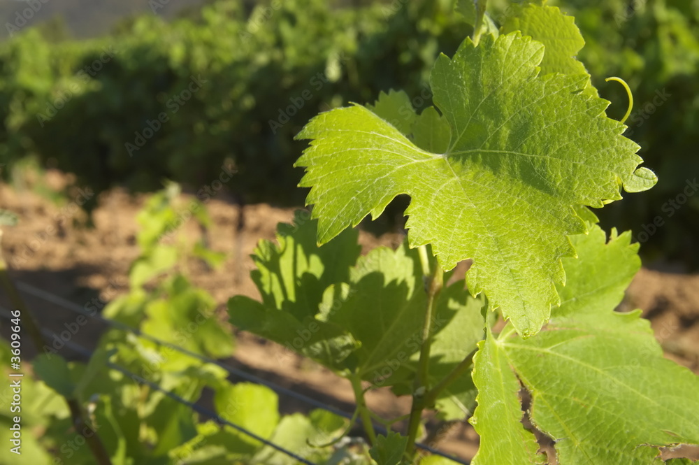 Feuille de vigne Stock Photo | Adobe Stock