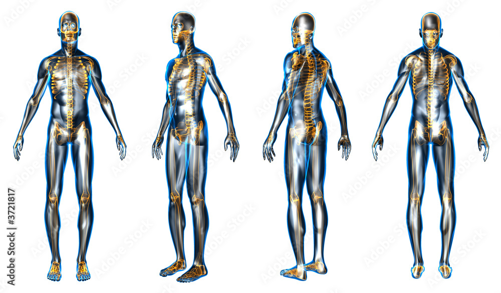 Anatomie Stock Illustration | Adobe Stock