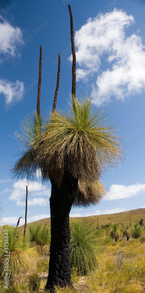 australian native grass tree portrait Stock Photo | Adobe Stock