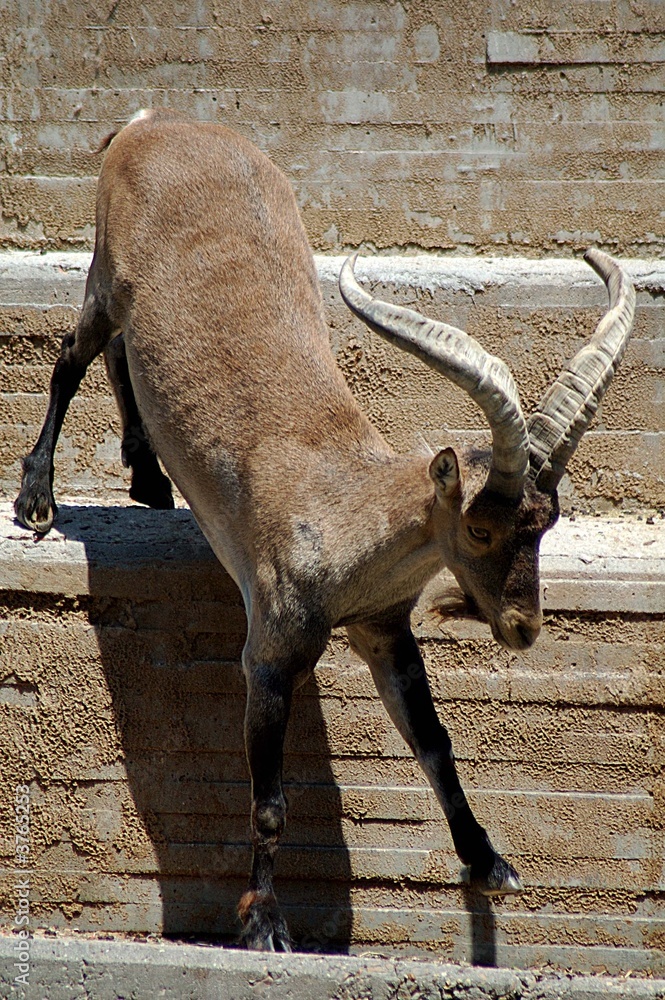 Cabra Hispánica Stock Photo | Adobe Stock