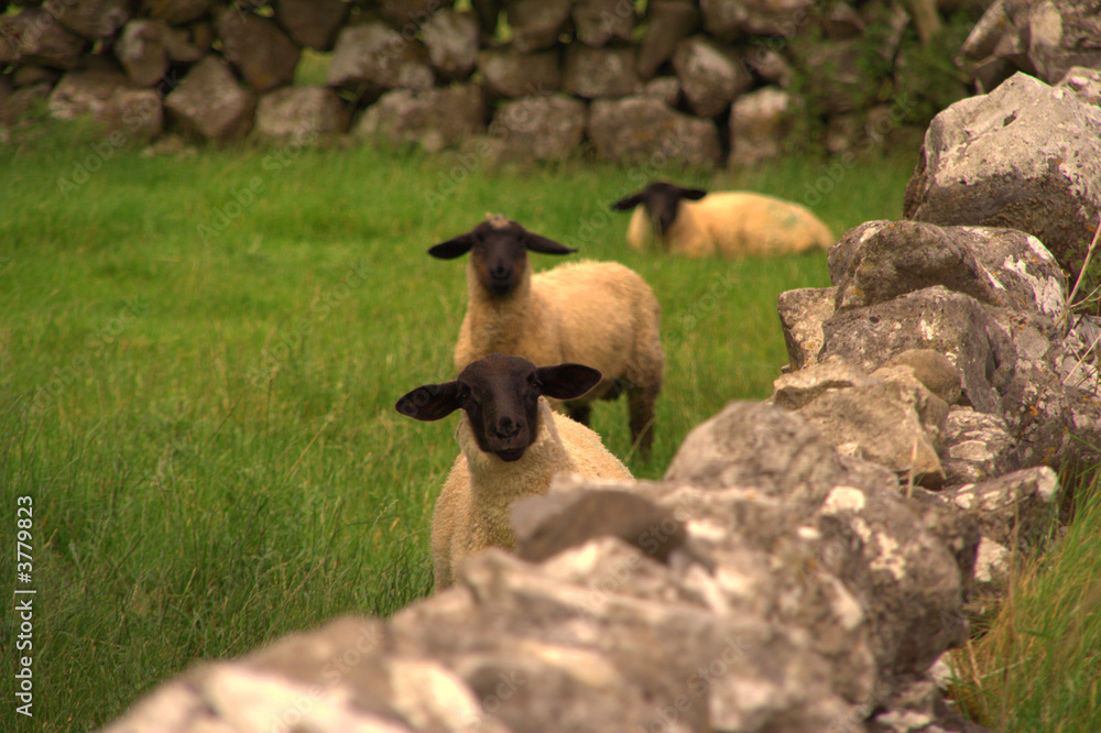 group of three black head sheep inside stone wall, Ireland Stock Photo ...