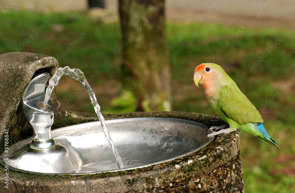 parrot and drinking water tap in the parks Stock Photo | Adobe Stock