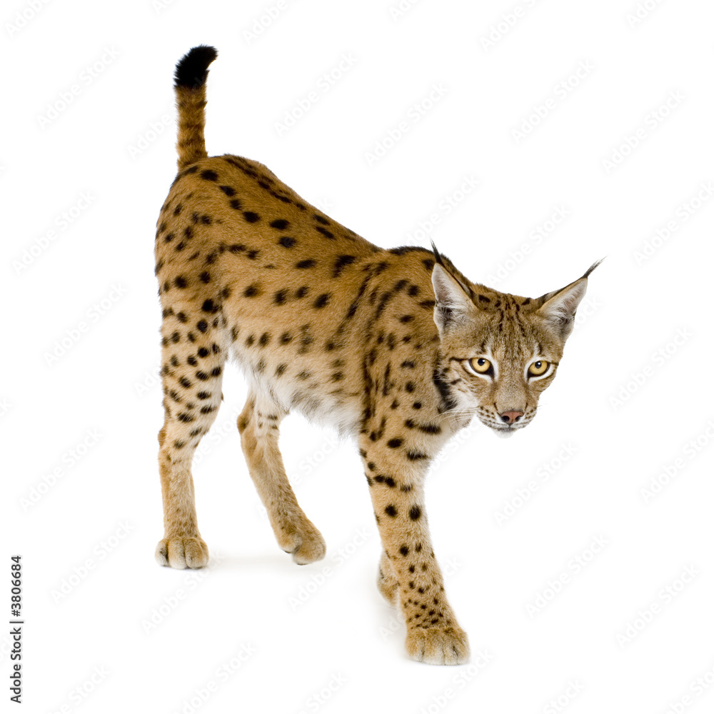 Lynx in front of a white background Stock Photo | Adobe Stock