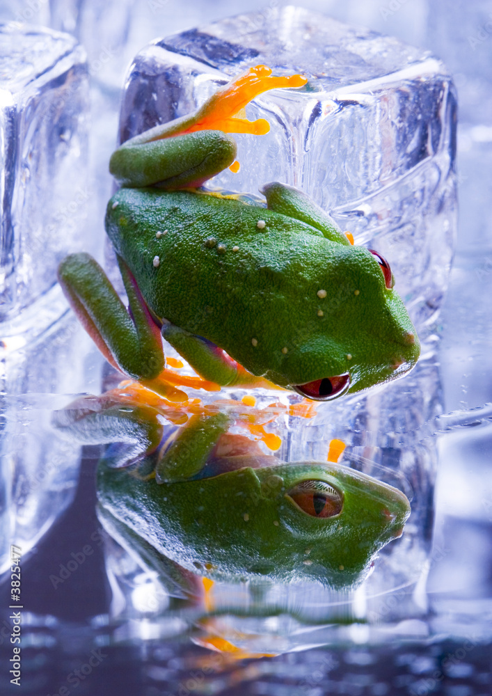 frog on ice cube Stock Photo | Adobe Stock
