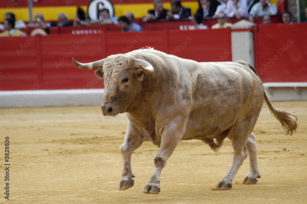 toro-057 foto de Stock | Adobe Stock