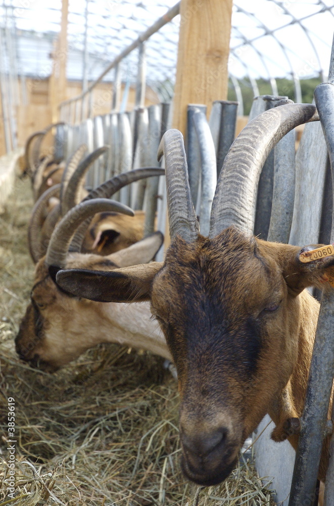 élevage de chèvres Stock Photo | Adobe Stock