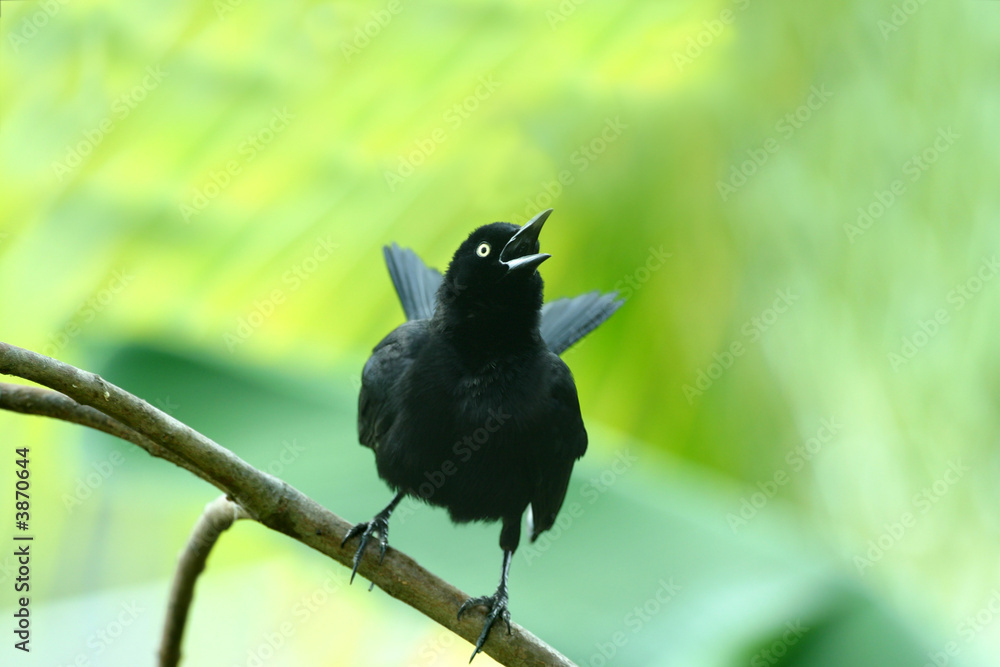 An angry blackbird Stock Photo | Adobe Stock