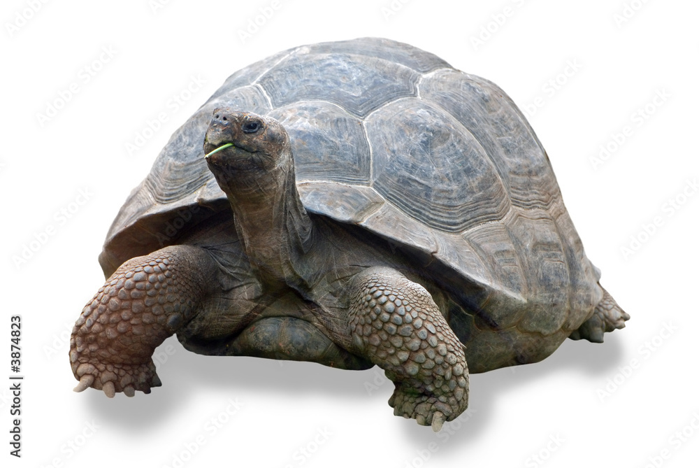 galapagos turtle Stock Photo | Adobe Stock