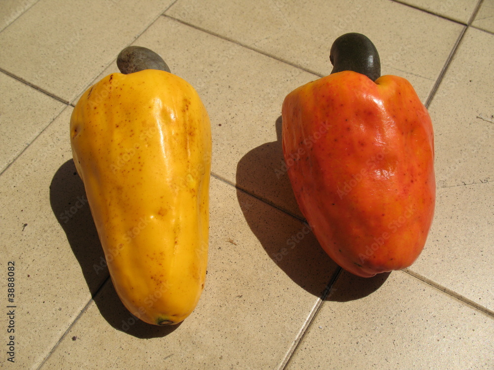 Der Cashewbaum auch Kaschubaum, Acajoubaum oder Nierenbaum genannt, ist ...