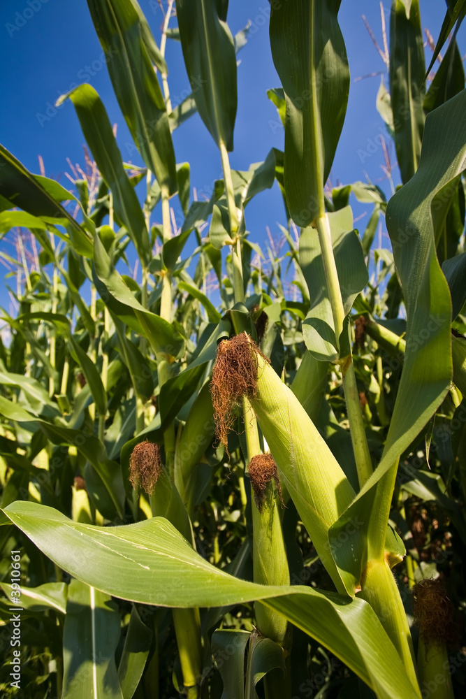 Maisfeld Stock-Foto | Adobe Stock