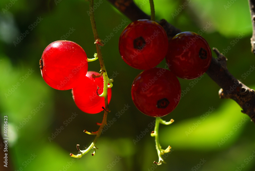 Groseilles rouges Photos | Adobe Stock