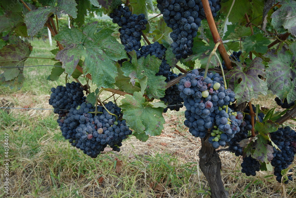 uva barbera Stock Photo | Adobe Stock
