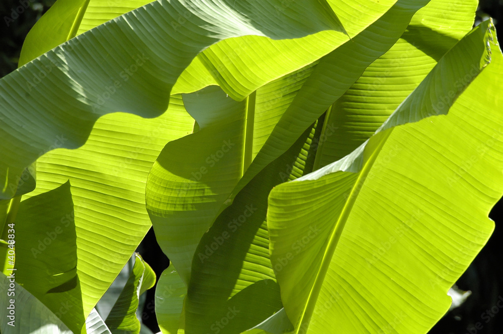feuille de bananier Stock Photo | Adobe Stock