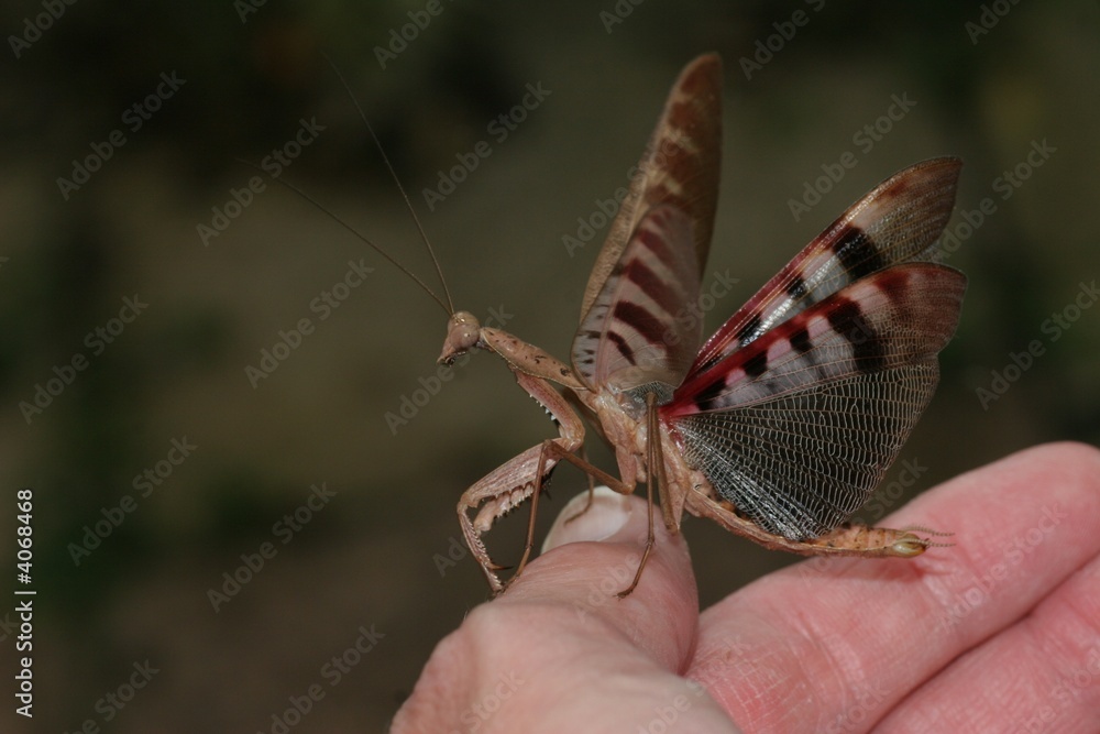 praying mantis wings Stock Photo | Adobe Stock