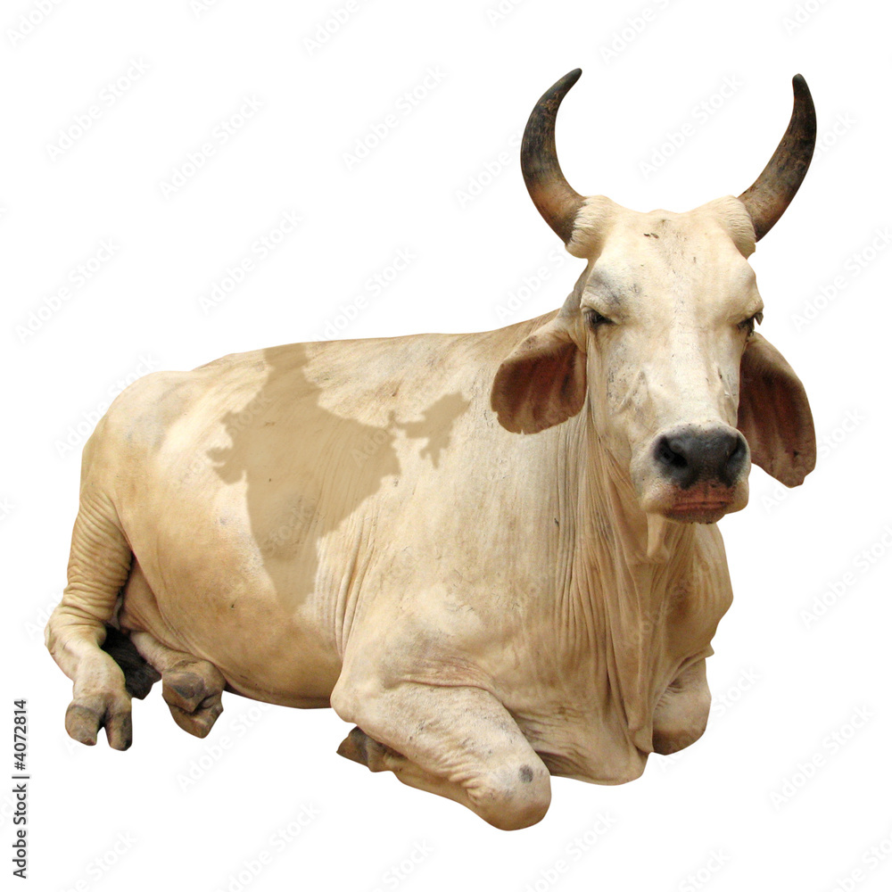 inde - vache sacrée (avec carte de l'inde) Stock Photo | Adobe Stock