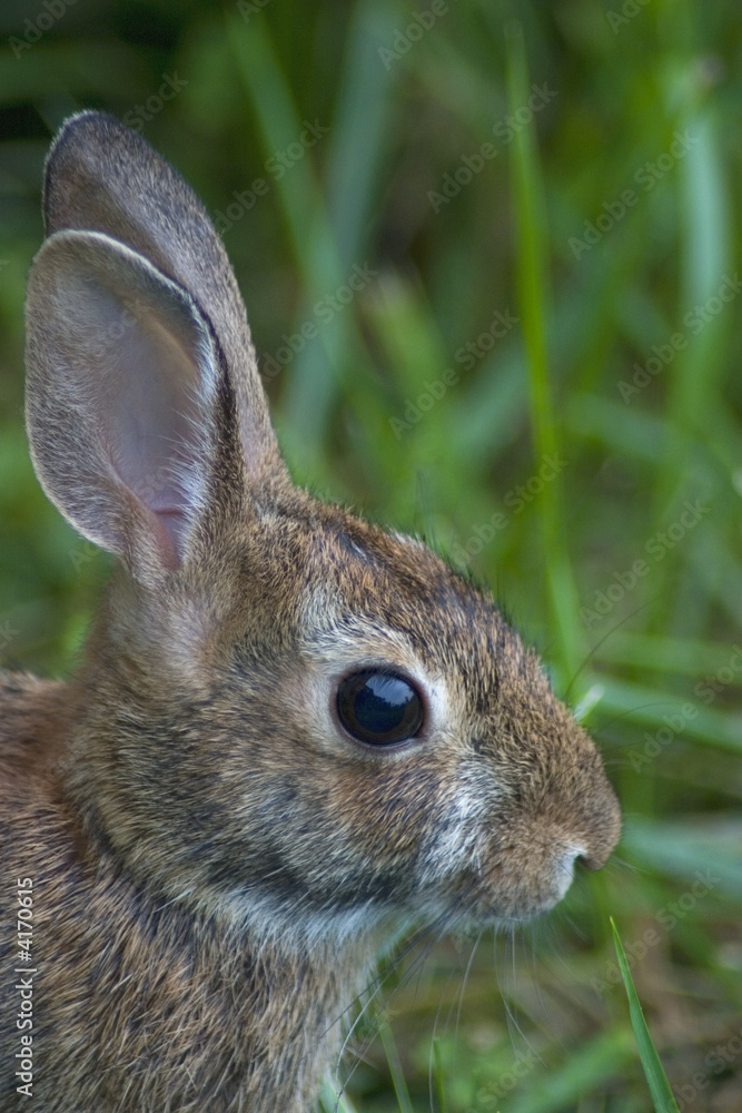 Rabbit Profile