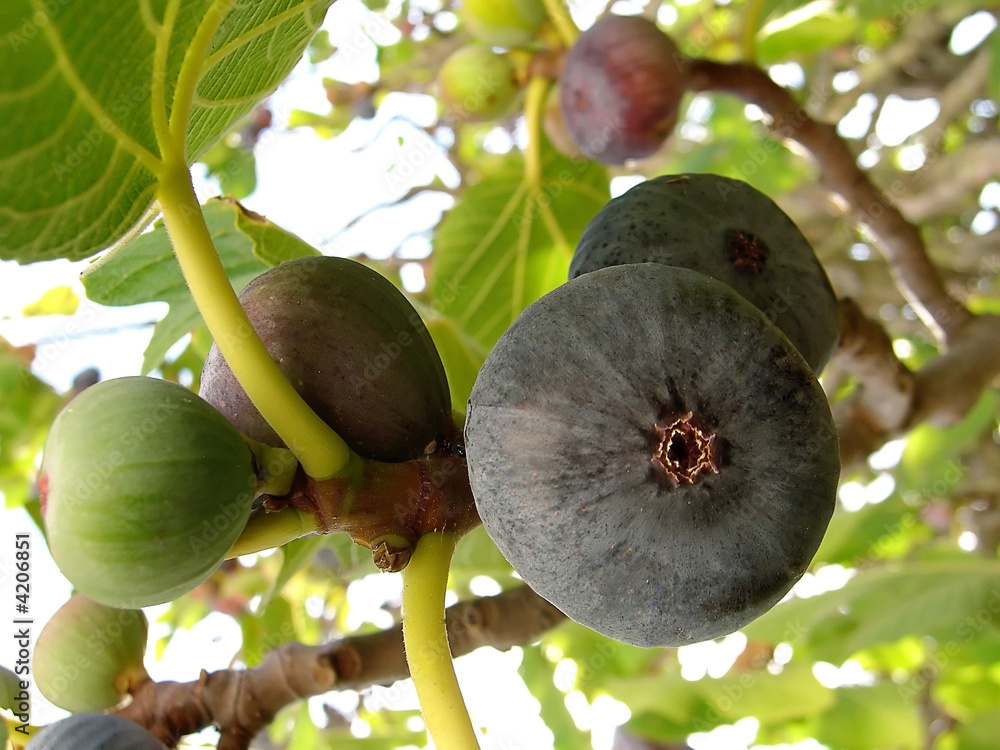 Figo comum Stock Photo | Adobe Stock