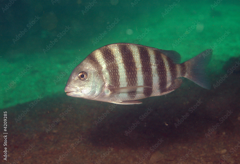 Sheepshead Underwater