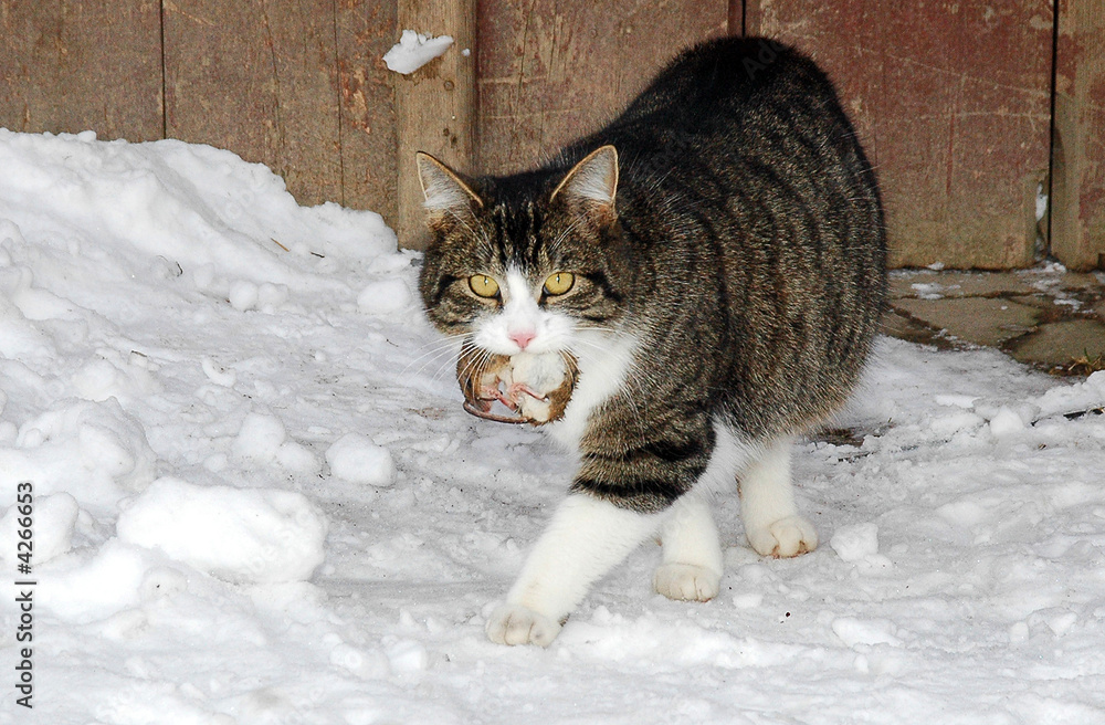 Katze mit Maus im Maul Stock Photo | Adobe Stock