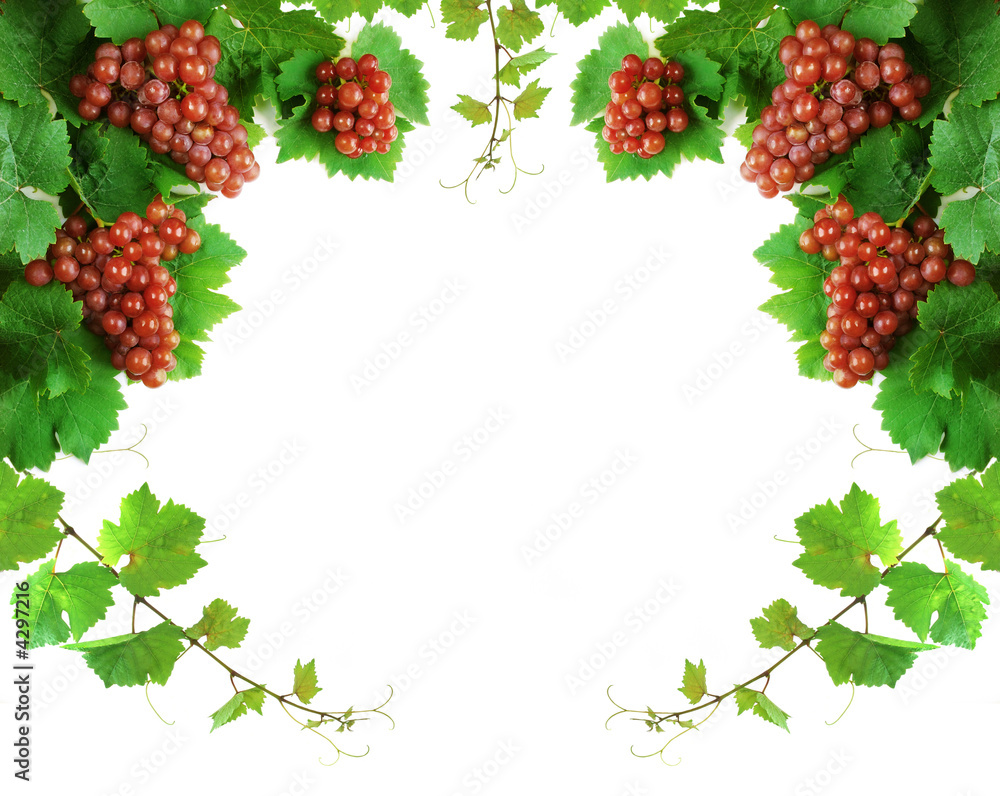 Grapevine border with clusters, leaves and sprouts, isolated Stock ...