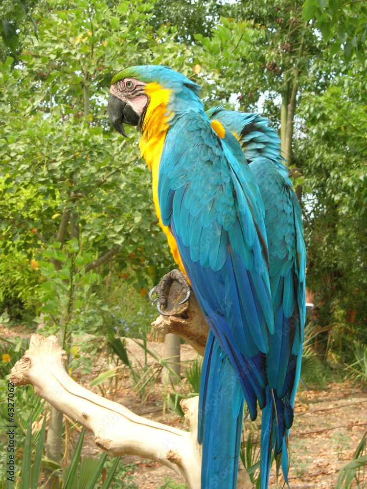 Aves Exoticas