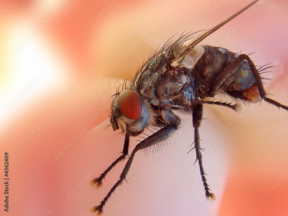 Mouche Photos | Adobe Stock