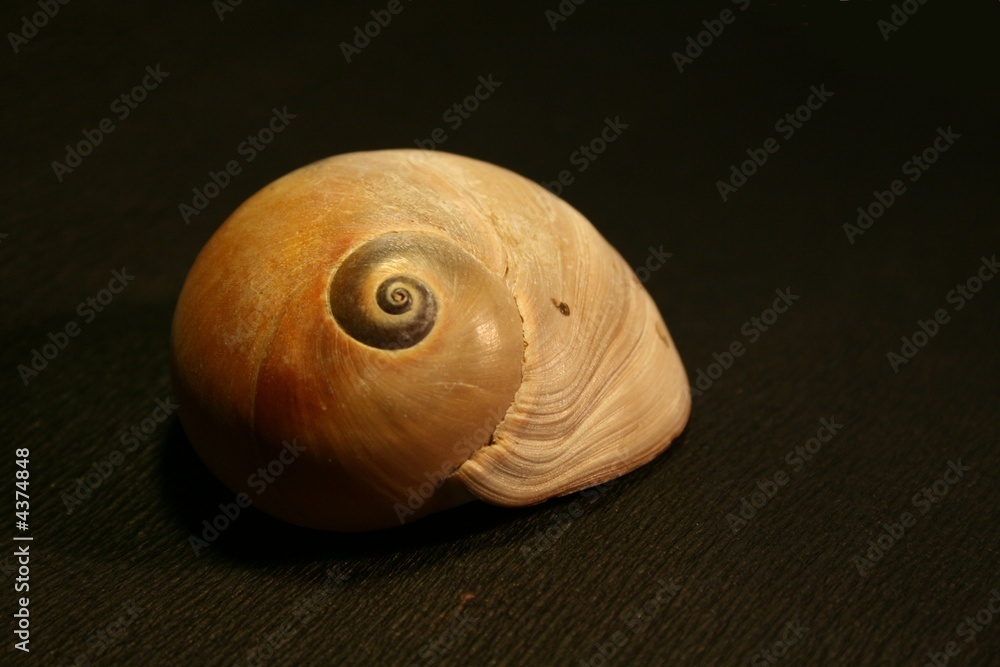 Big Shell Stock Photo | Adobe Stock